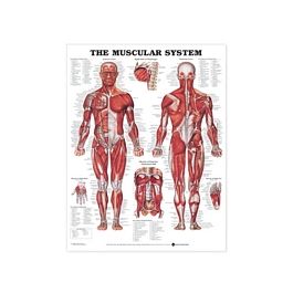 The Muscular System Anatomical Chart