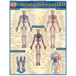 Circulatory System Quick Study Guide